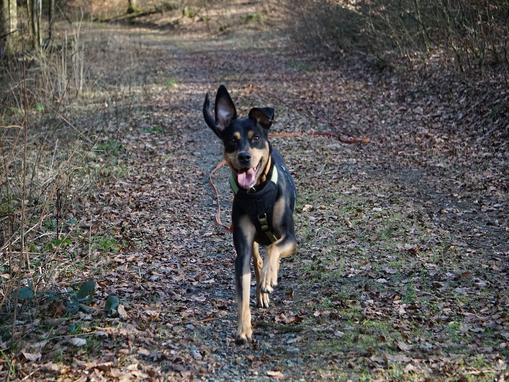 Mensch-Hund-Kommunikation, Sybille Göbel - Blog: Weniger ist manchmal ...